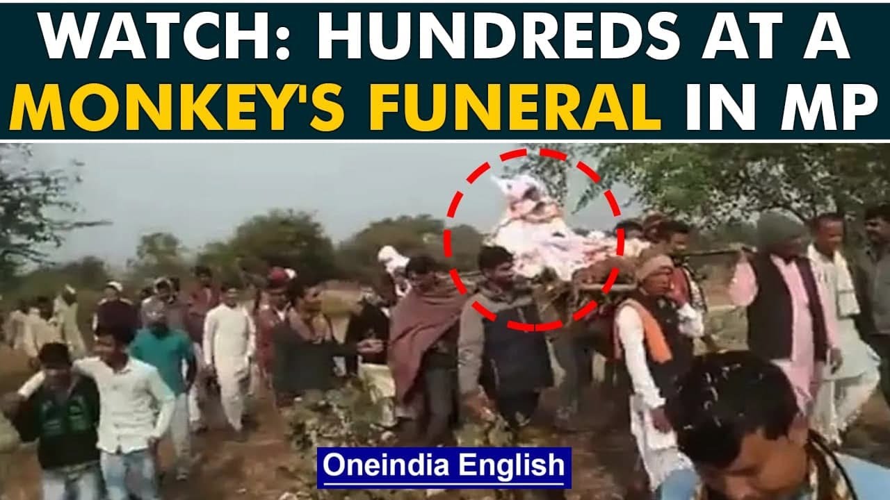 Madhya Pradesh: 1,500 attend monkey's funeral feast amid Covid surge; 2 ...