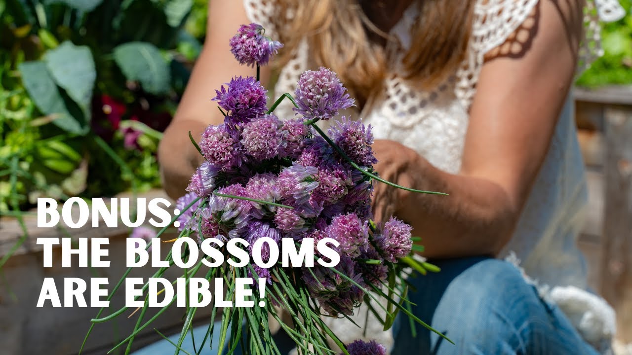 Tips for Cutting Back Your Chives and What You Can Do With Their ...