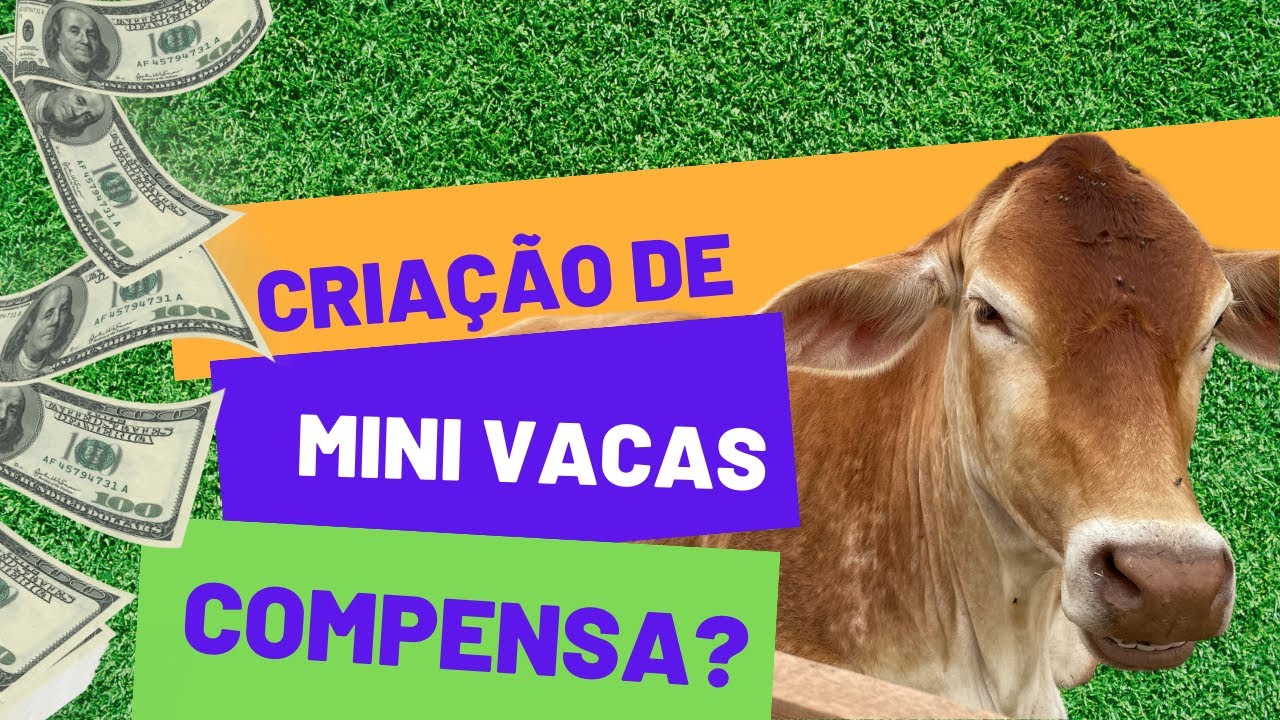 SAIBA COMO CRIAR MINI VACAS - ENTREVISTA PARA REVISTA RURAL - YouTube