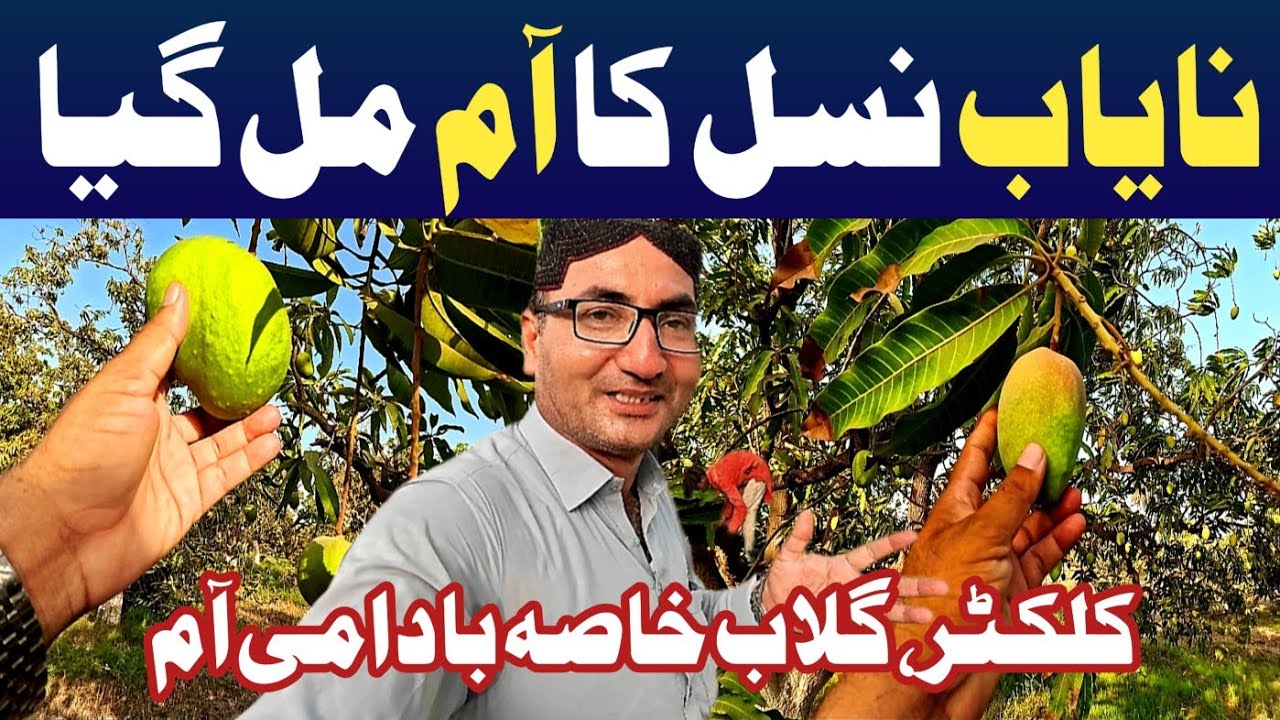 Famous Mangoes variety in Pakistan | Mango season 2024 | Rare varieties ...