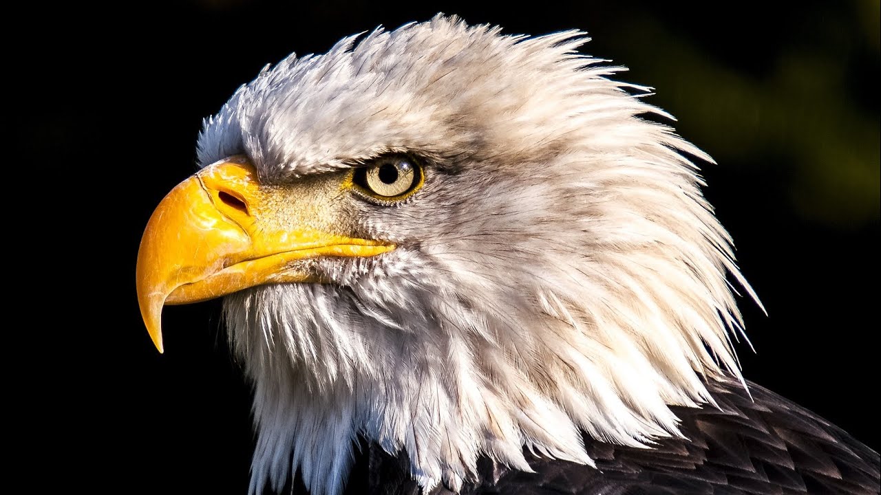 about the eagle - YouTube