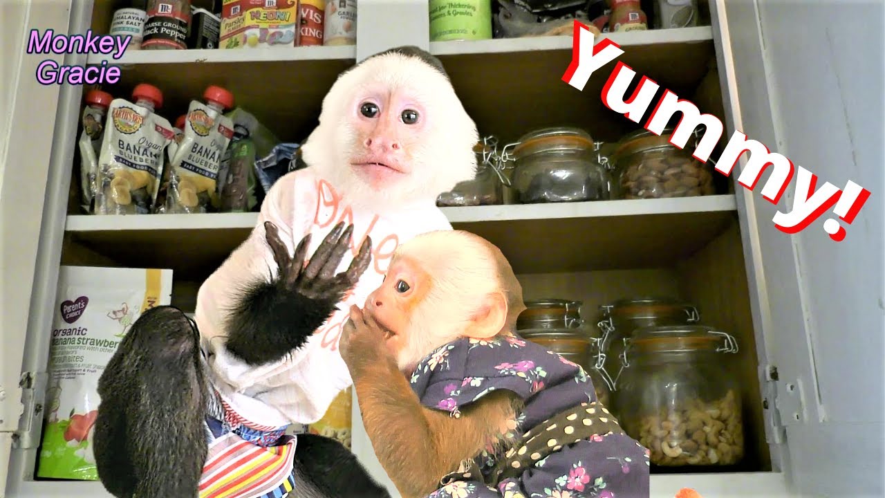 Snack Preparation for Baby Gracie and Lillian | Capuchin Monkey | Pet ...