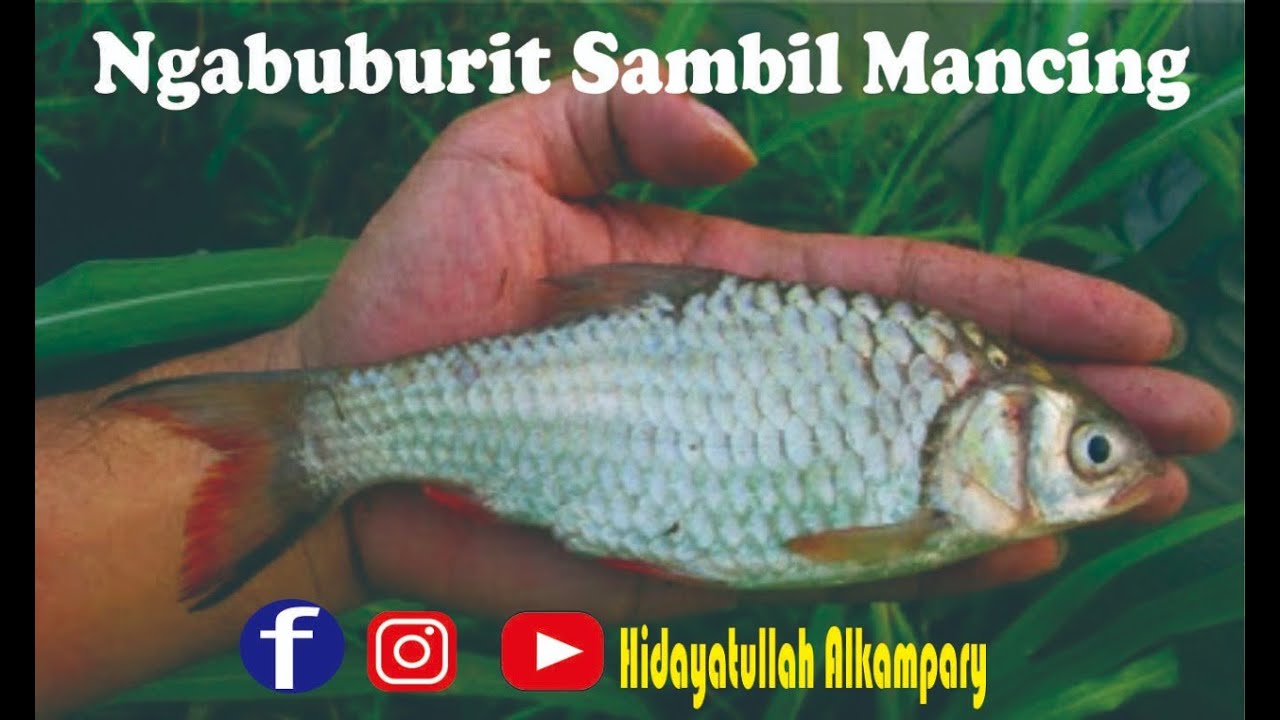 Ngabuburit sambil Mancing mania | Mancing Seru di bulan Ramadhan - YouTube