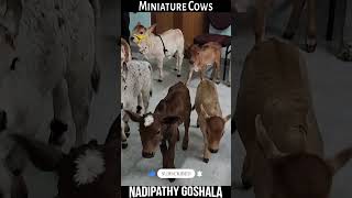 Mini Cows Miniature Punganuru Cow S Ancient Indian Smallest Brahman ...