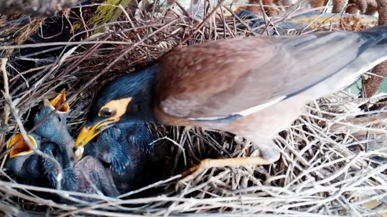 Common Myna Beautifully feeding her little baby in the nest! (EP.24 ...