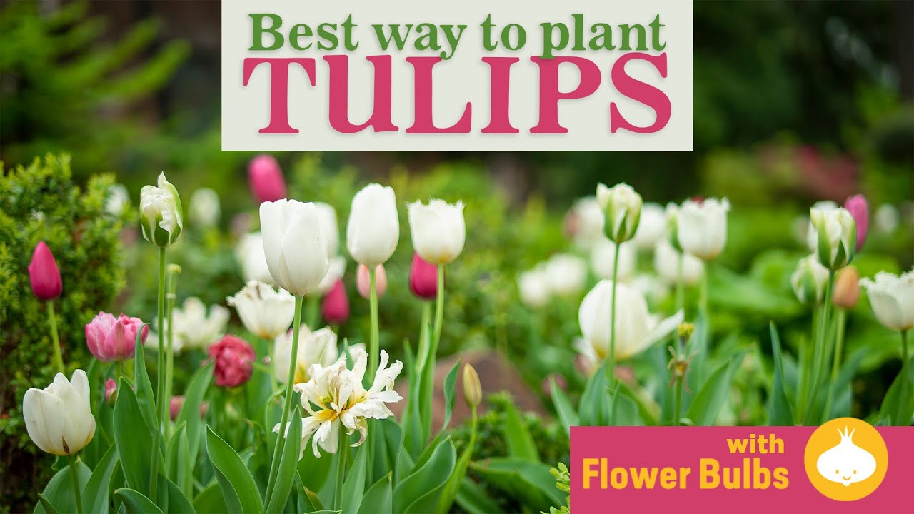 Plant Hundreds of Tulips FAST! Linda Vater - YouTube