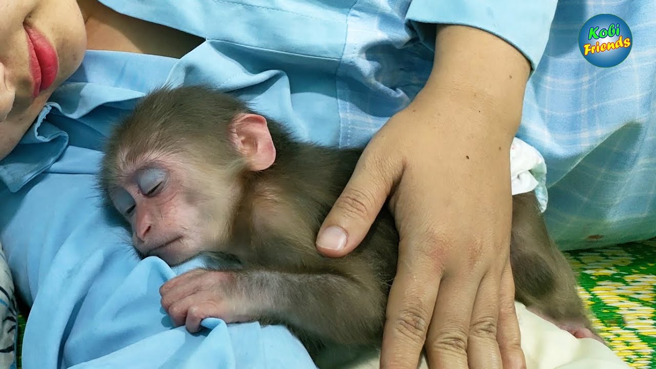 Kobi Monkey doing fun before going to bed - YouTube