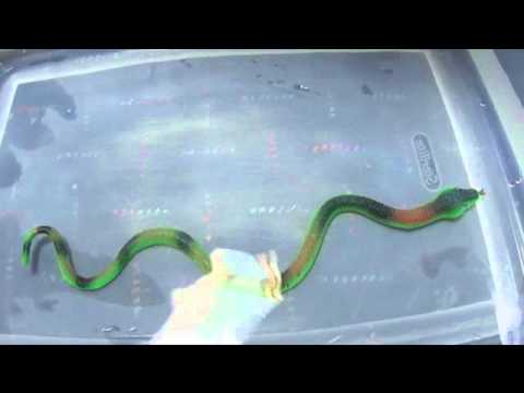 ǤƧ(grow snake): Day1 - YouTube