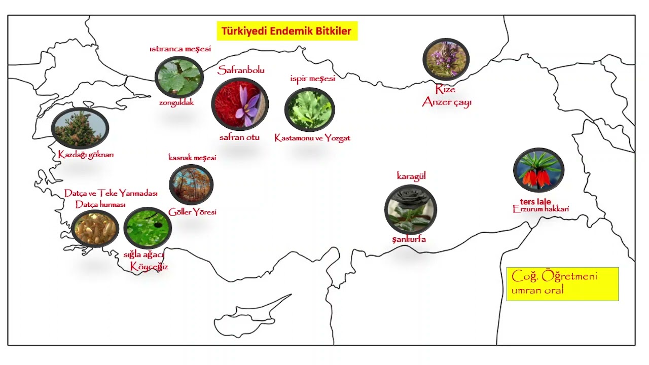 Türkiyedeki Endemik Bitkiler ( YKS - KPSS 2022 ) - YouTube