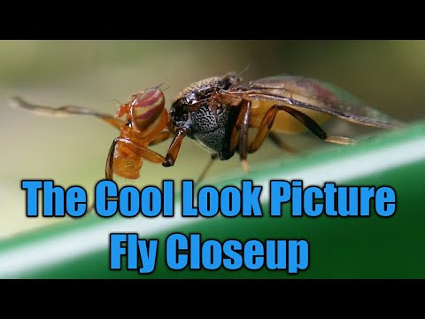 The Cool Look Picture Winged Flies Closeup insect - YouTube