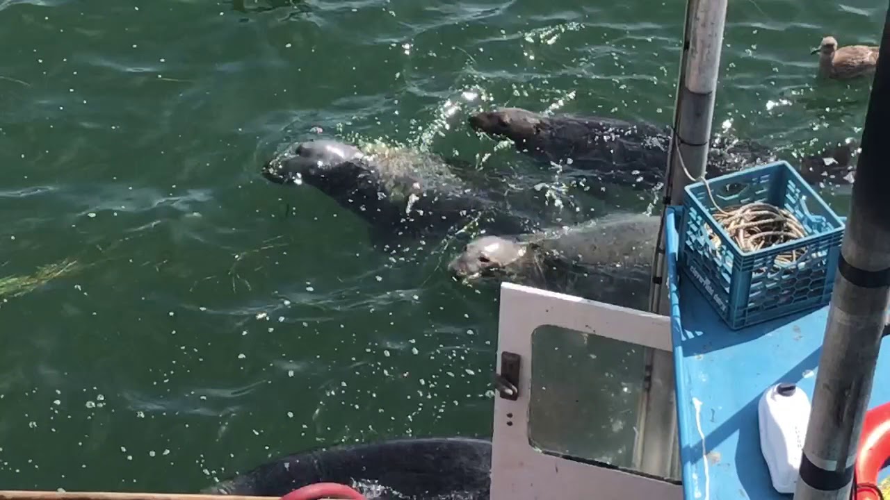 Seals, Chatham, Cape Cod - YouTube