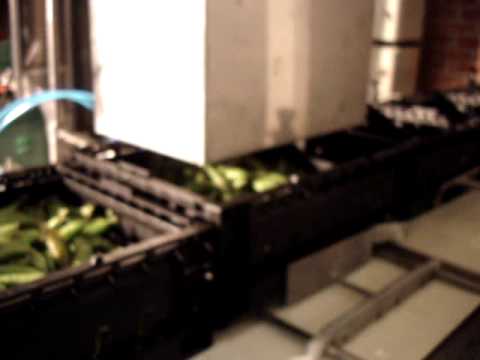 IOPAK 3Kg Snow Peas & Beans Packing into Collabsiple Chep Crates ...
