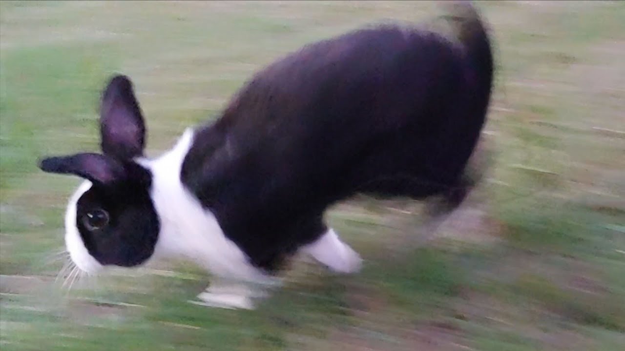 RABBIT GOES OUTSIDE FOR THE FIRST TIME - YouTube