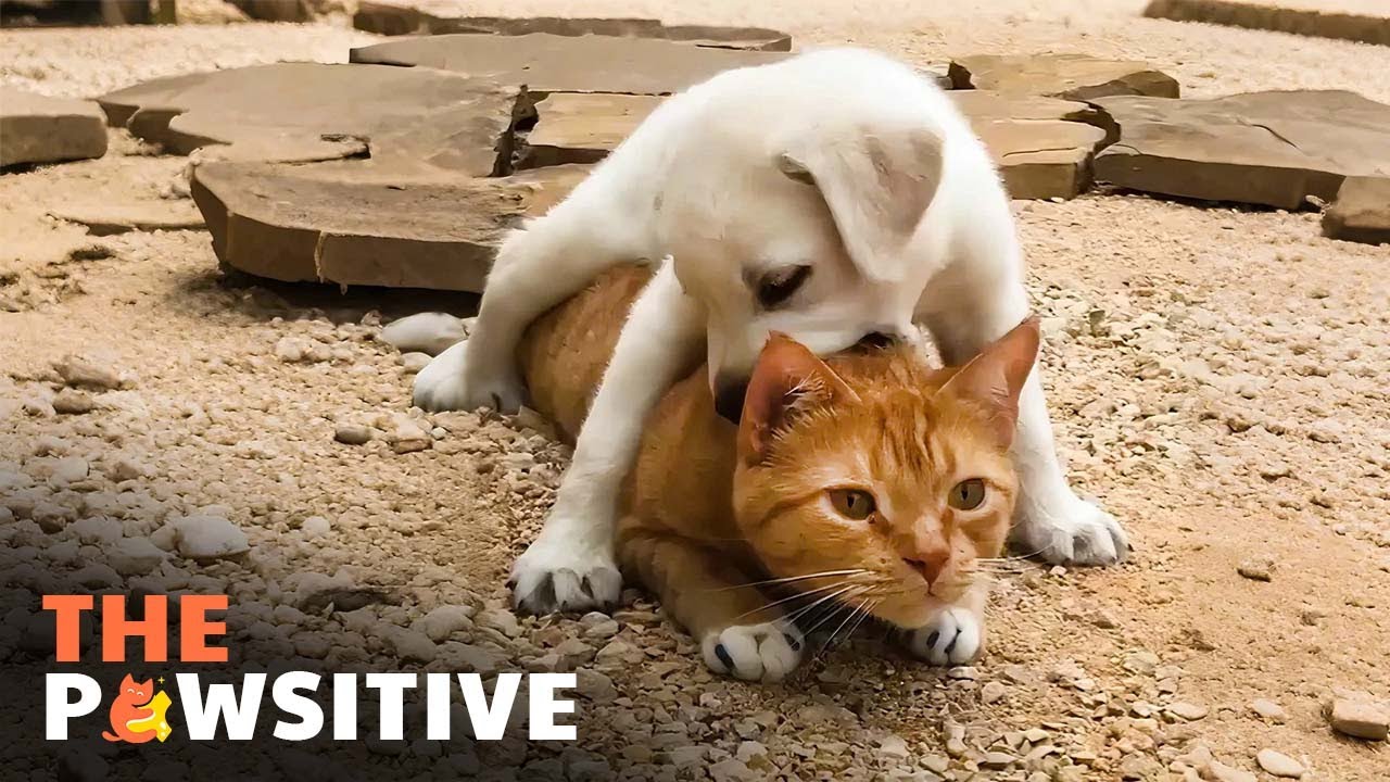 Simba & Thor: The Cat Who Raised a Dog 🐱🐶 | The Pawsitive - YouTube