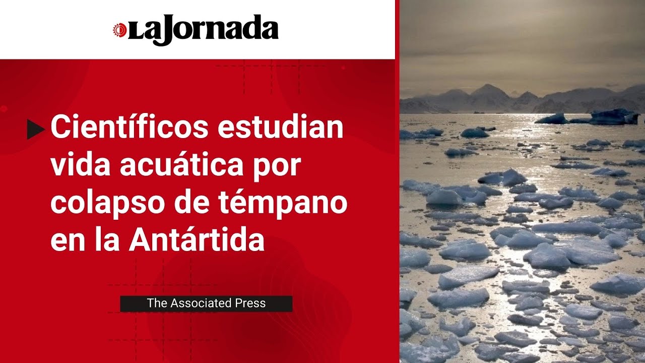 Científicos estudian vida acuática por colapso de témpano en la ...
