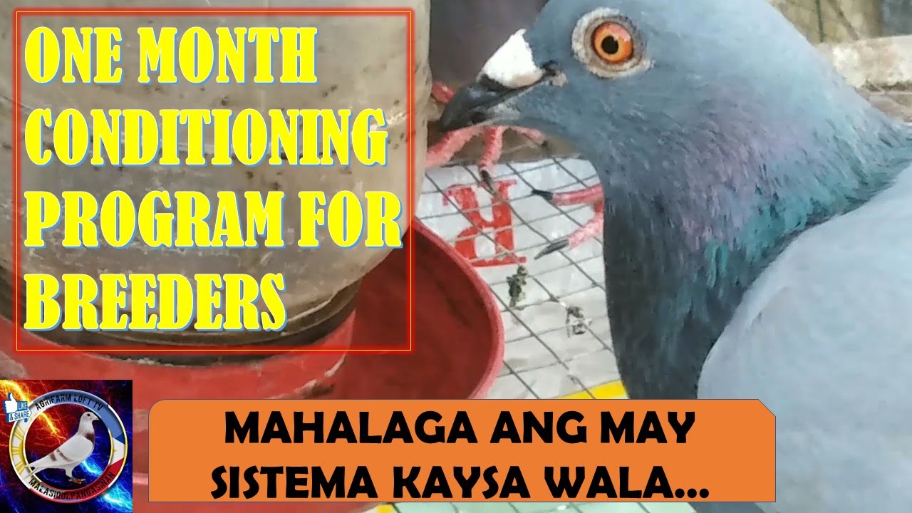 ONE MONTH CONDITIONING FOR PIGEON BREEDERS - YouTube
