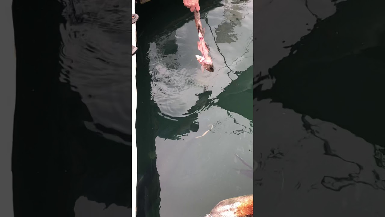 Key West - Huge Goliath grouper swallows snapper - slo mo - YouTube
