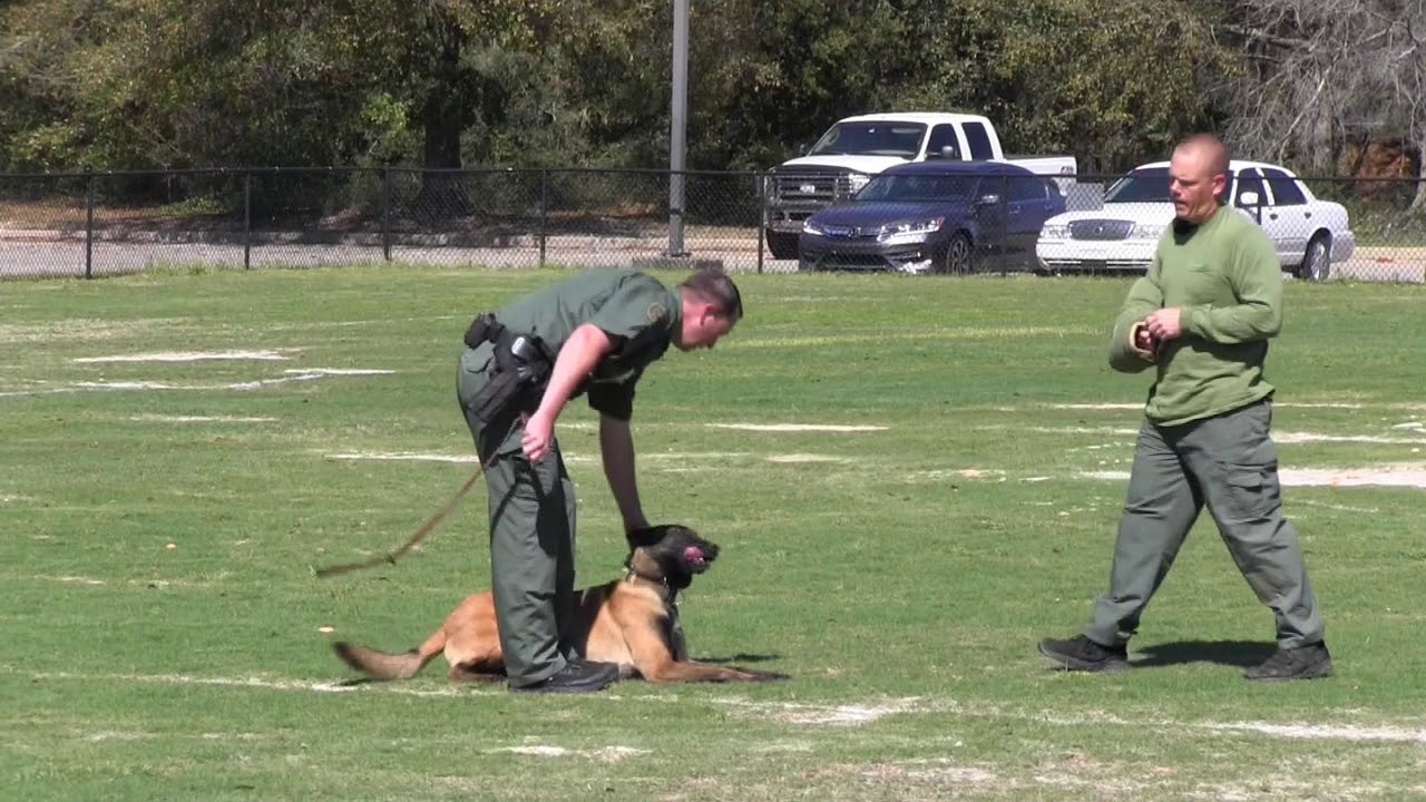 Sgt. Tony Kelly and K9 Rico Apprehension with Gunfire Skills - YouTube