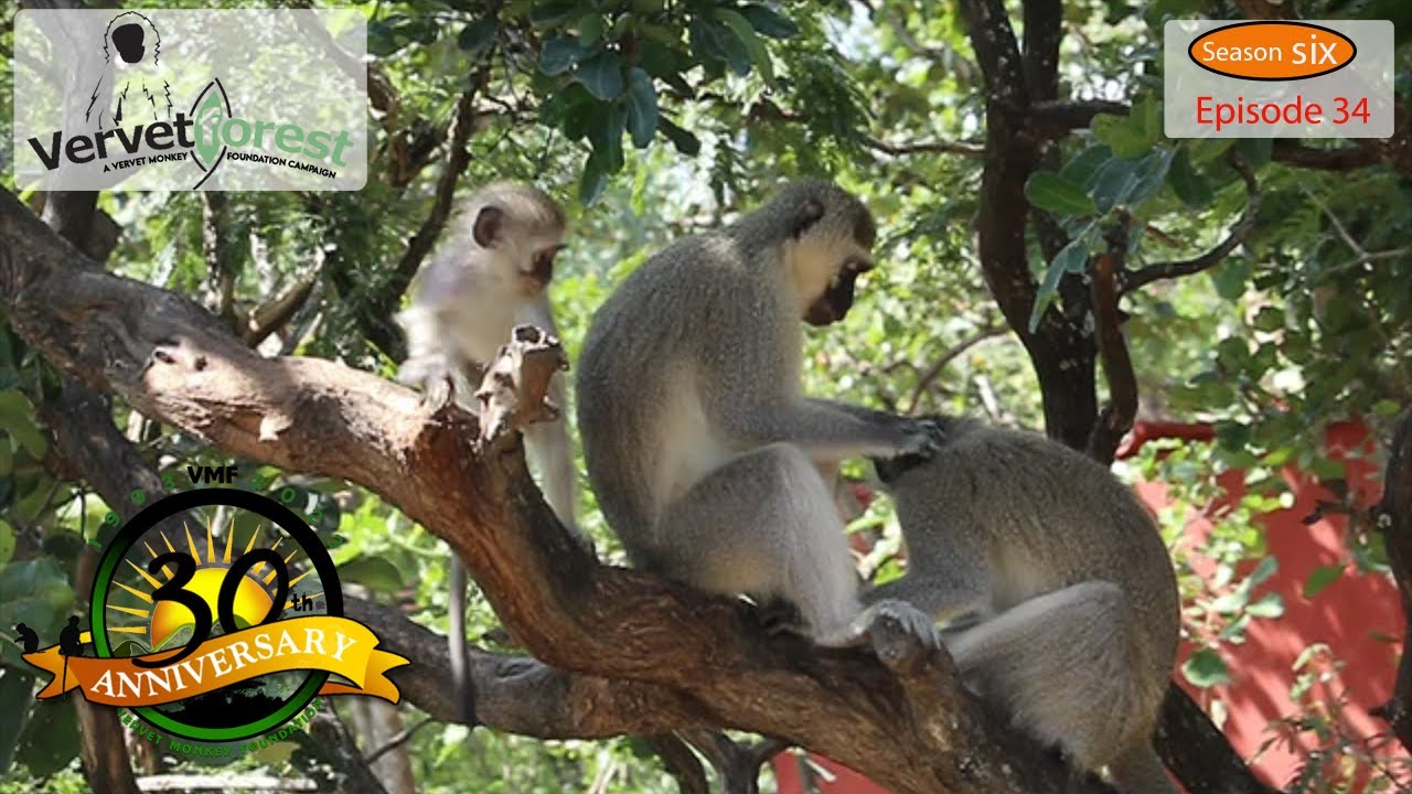 Shayna and Pepe: Orphaned Baby Monkeys Find Foster Moms in Skrow Troop ...