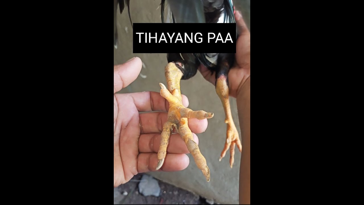 PAGTATARI SA TIHAYANG PAA - YouTube