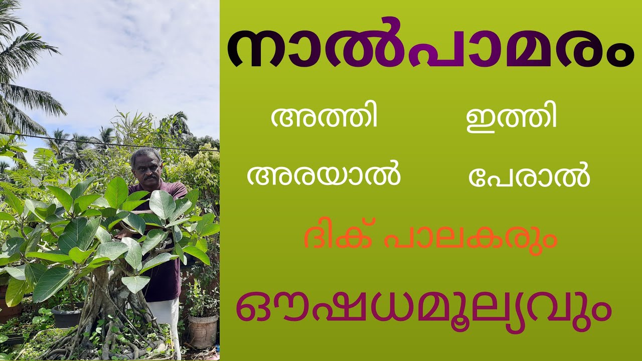 NALPAMARAM - AYURVEDIC VALUES OF NALPAMARAM - YouTube