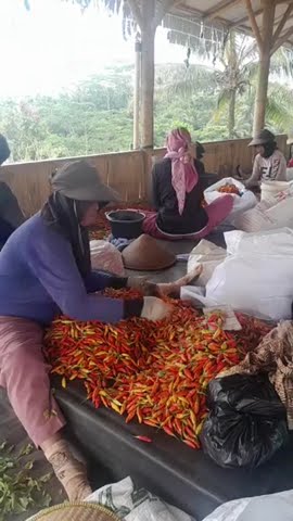 Melihat Proses Sortir Cabai Rawit di Dusun Pasirbentang, Sukadana ...