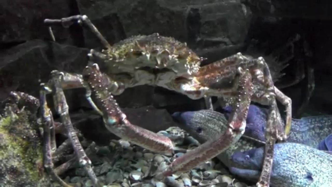 Seespinne: Fortbewegung - YouTube