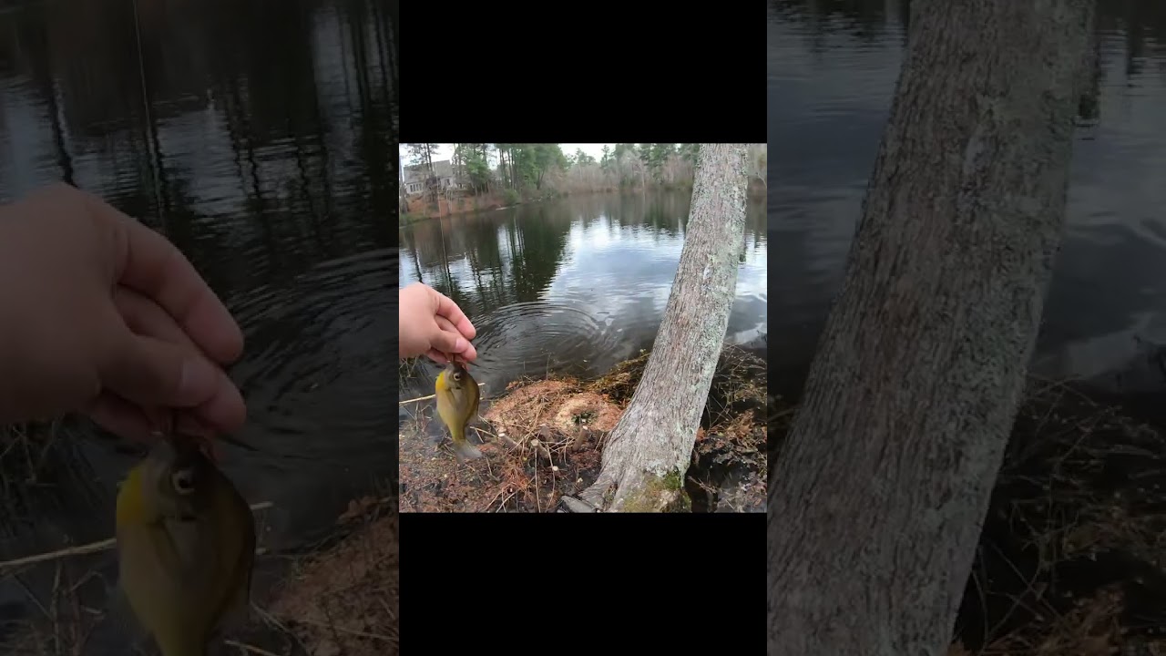 Love catching dink fish like this on ultralight fishing gear - Fishing
