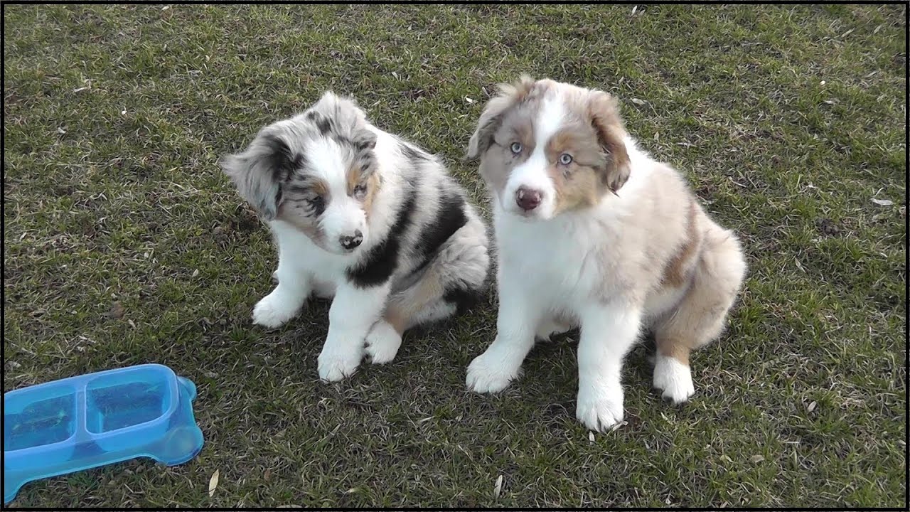 Aussie Pup Brothers Loving Their First Snow and More!!! - YouTube