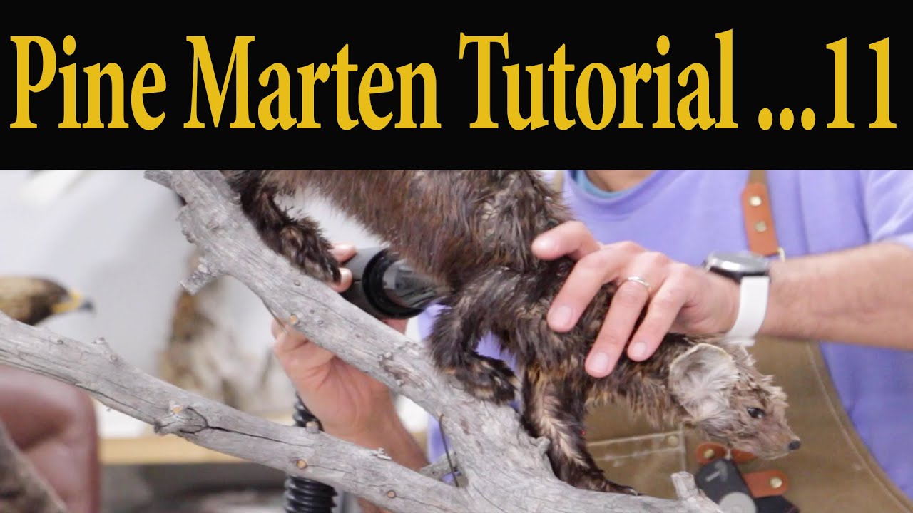 Pine Marten Taxidermy Tutorial, Part 3.... Washing and Drying. - YouTube