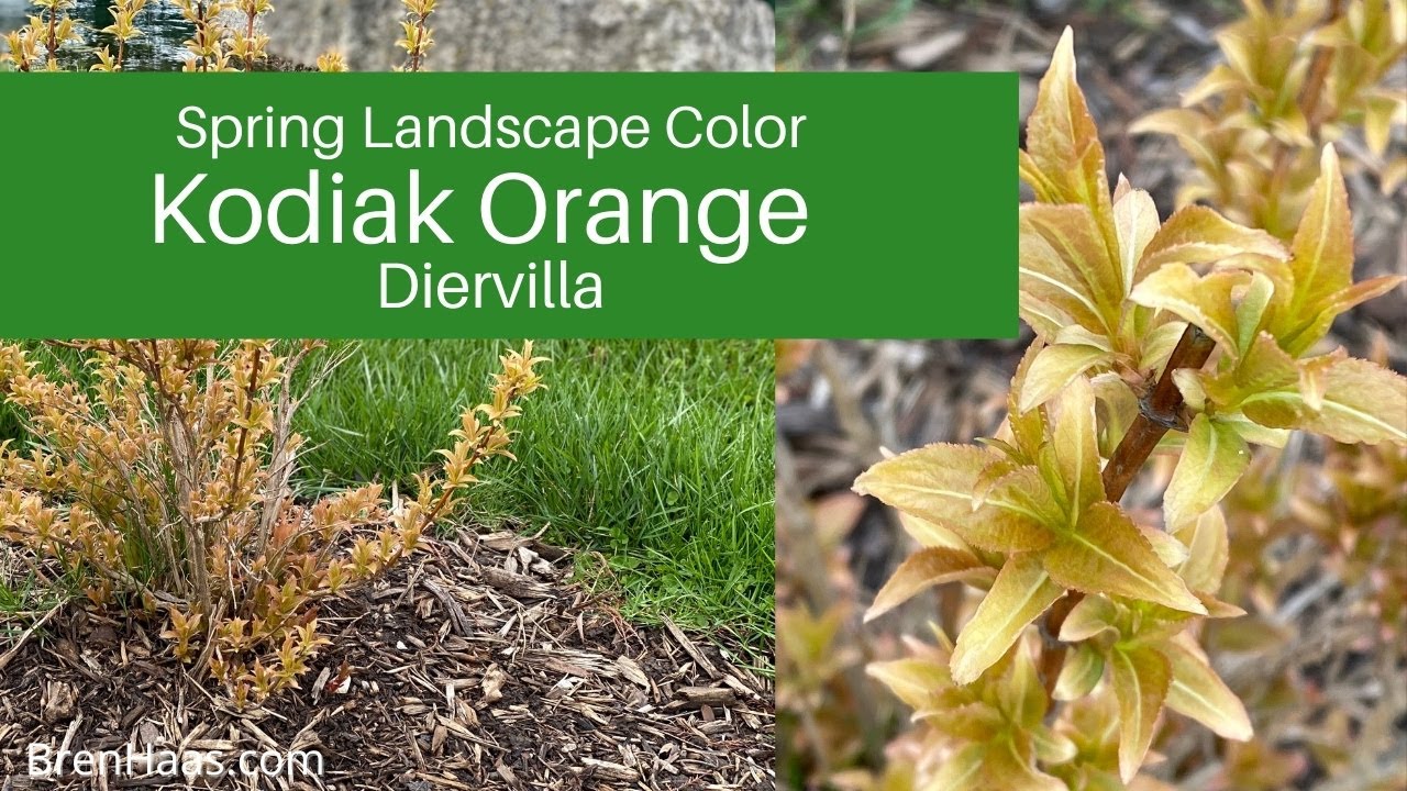 Kodiak Orange Diervilla Shrub in Spring Landscape - YouTube