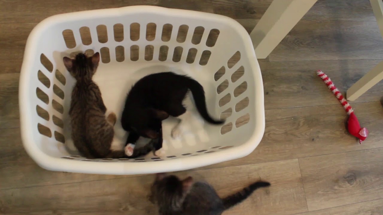 Cute kittens playing in a laundry basket!!! - YouTube