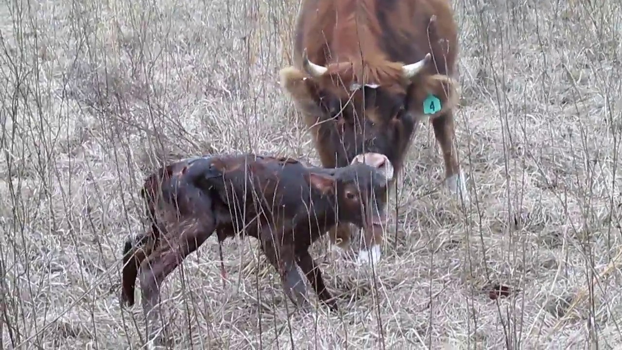 Live Calf Birth! (Practice Vlog 2) - YouTube