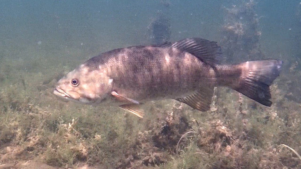 Giant Smallmouth Bass Underwater Footage at Kent Lake - YouTube
