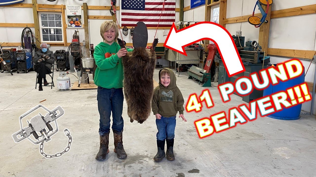 Trapping A 41 Pound Beaver (Start to Finish) - YouTube