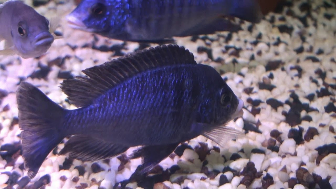 Placidochromis phenochilus mdoka white lips - YouTube