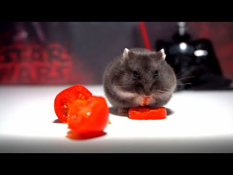 Hamster Star Wars ASMR | Cute Hamster eats tomato | Hamster wars ...