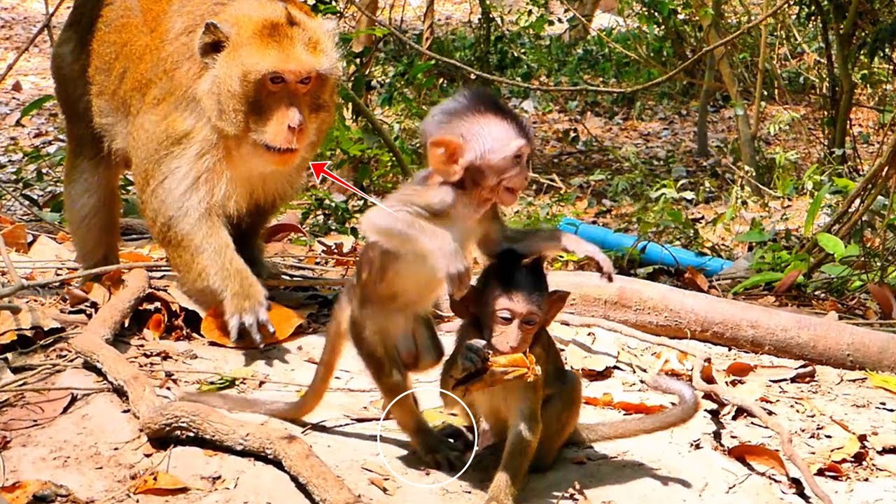 The little monkey fled rapidly after spotting Big Male Monkey Joey ...