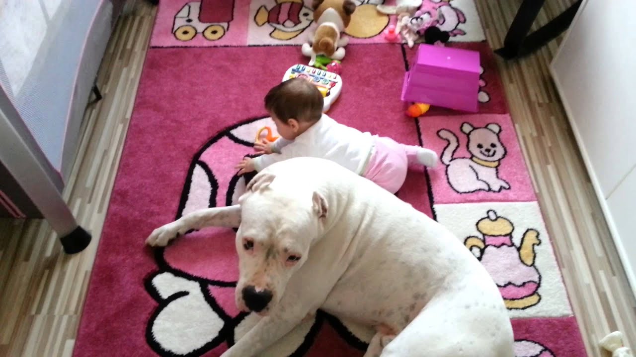 Dogo Argentino with toddler - YouTube