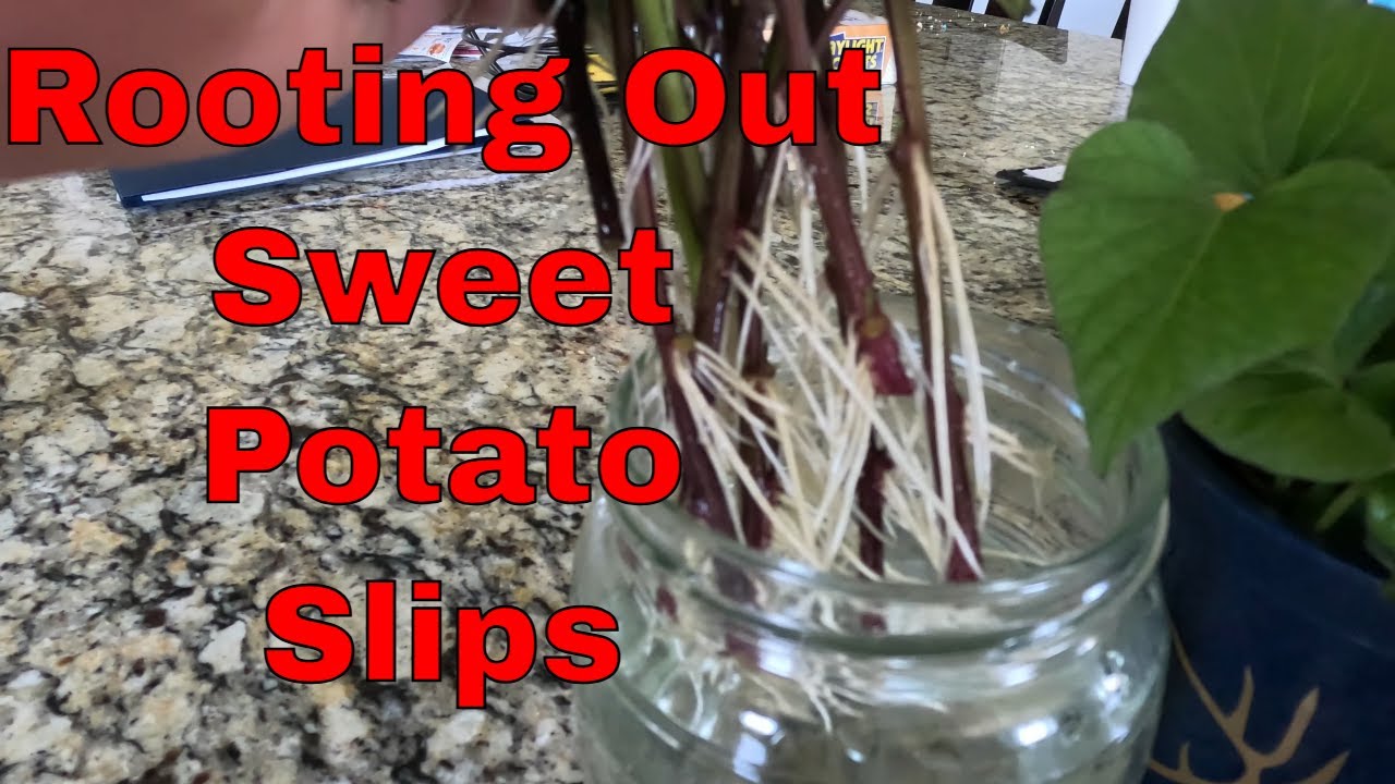 Cutting and Rooting Sweet Potato Slips (Part2) - YouTube
