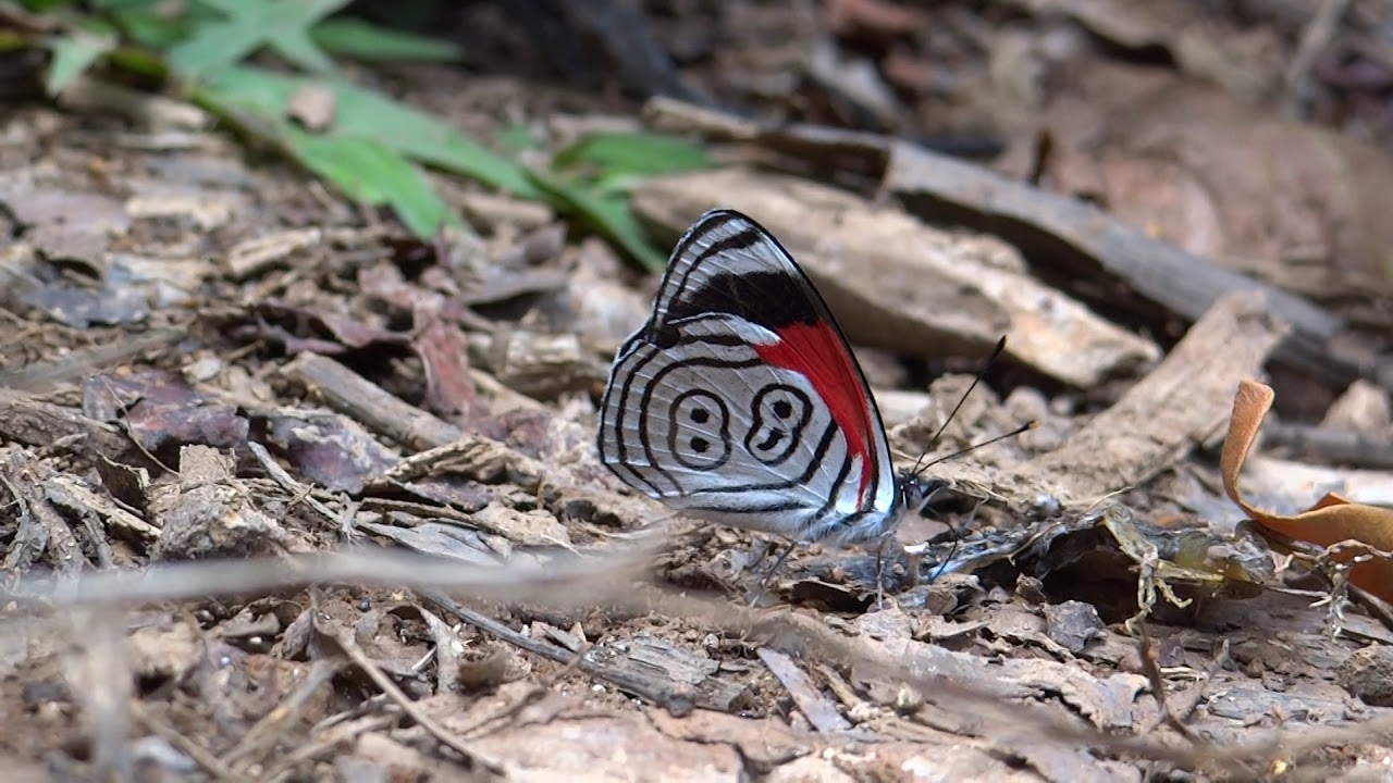 Diaethria anna (Anna's Eighty-eight - Mariposa 88) Video 02 - YouTube
