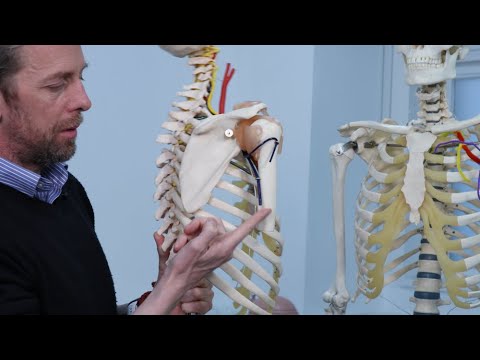 Upper limb reflex anatomy - YouTube