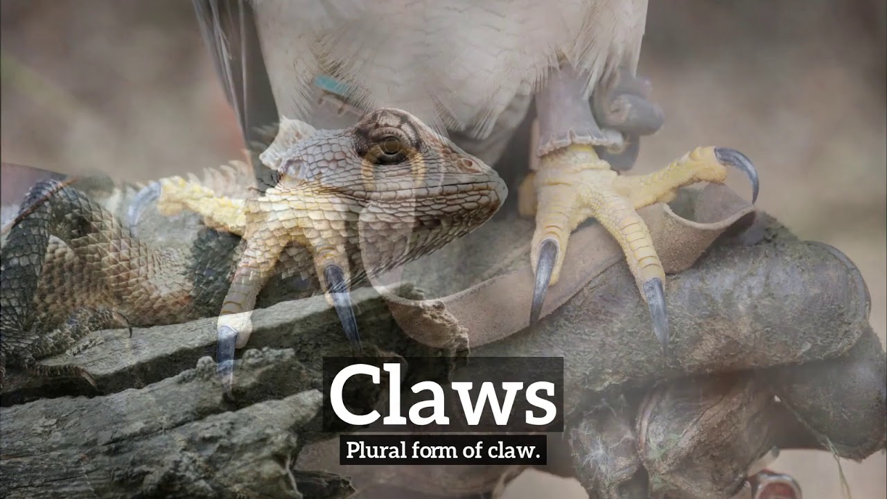 How Do Claws Look? | How to Say Claws in English? | What are Claws ...
