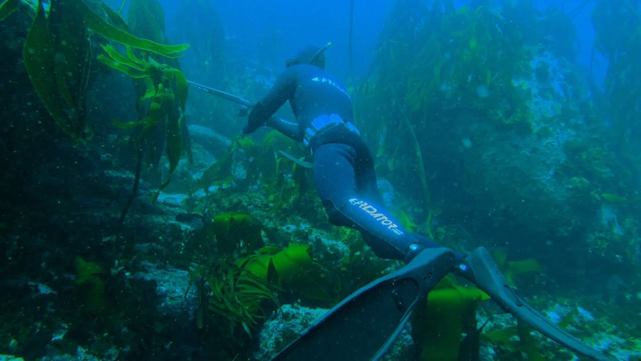 Spearfishing/Freediving Cape Town - YouTube