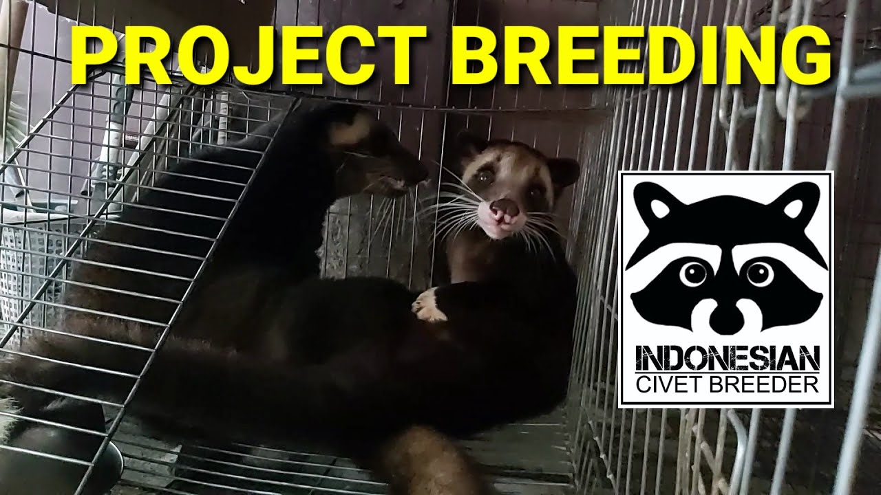 Project Breeding Musang Bulan ICB (Indonesian Civet Breeder) - YouTube