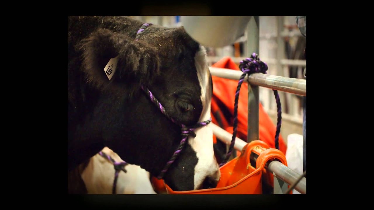 Aksarben Stock Show & Rodeo 2015 - YouTube
