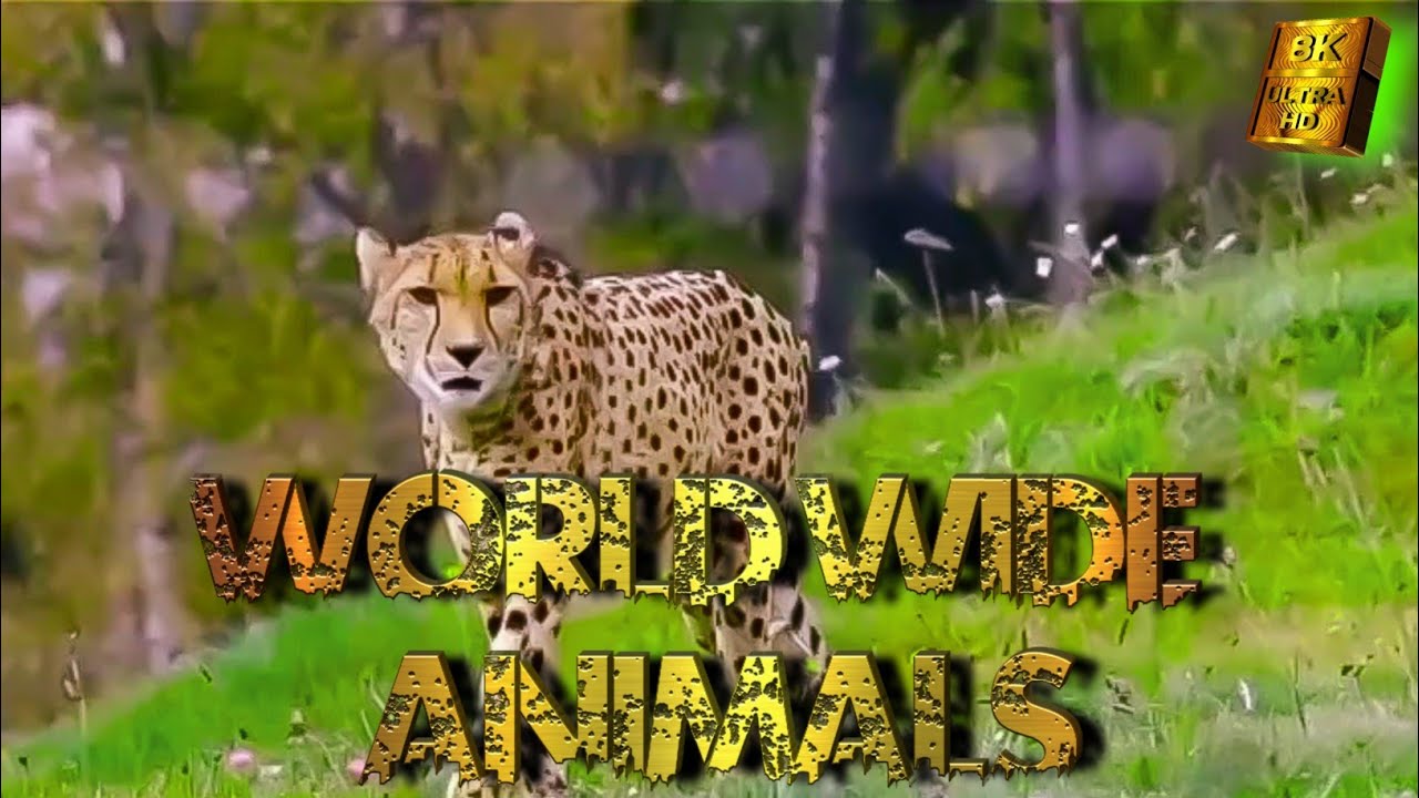 Animal World Wide View - Captivating Wildlife Moments from Around the ...