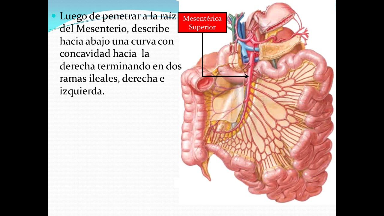 Redes De Ramas De La Arteria Mesentérica Superior