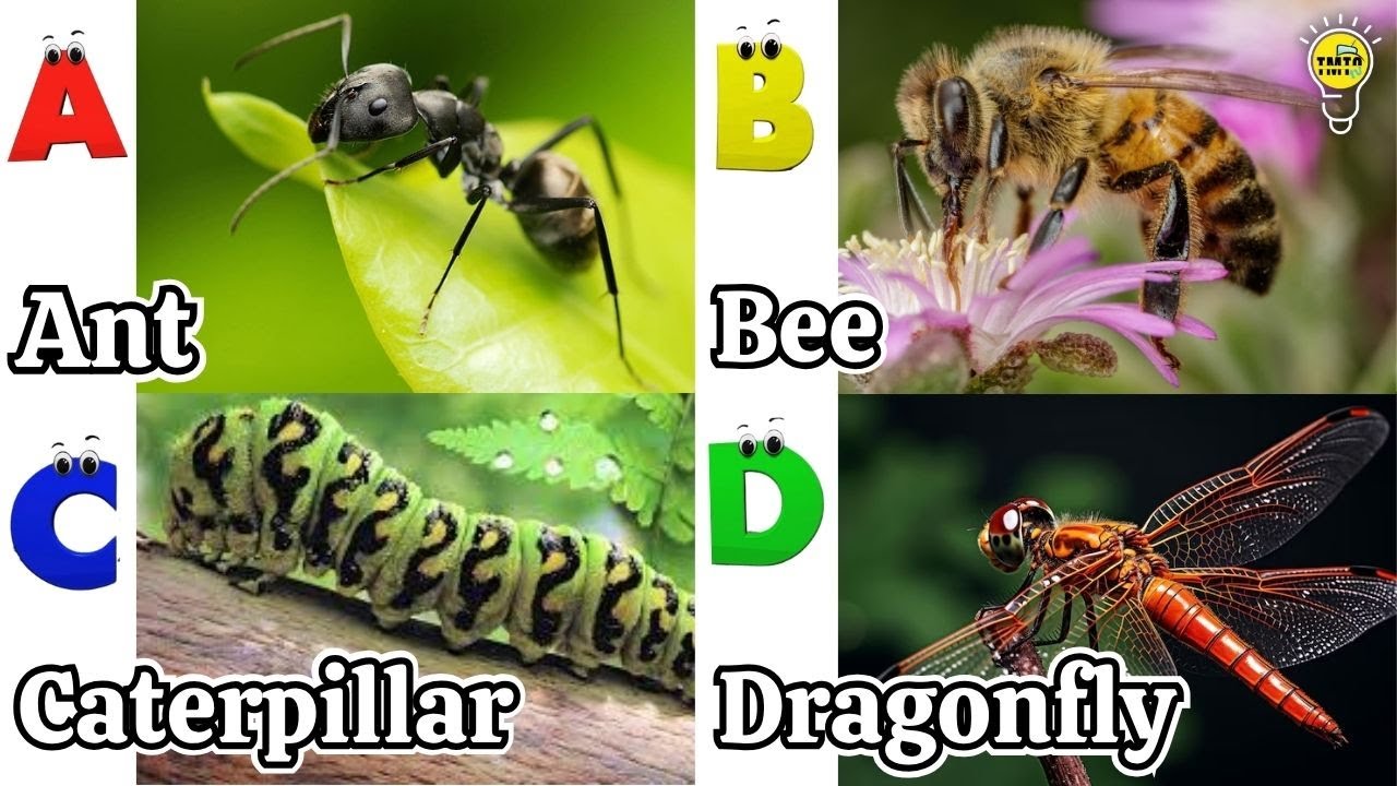 Abc Insect Song | A to Z Insects Song | Insects Alphabet song | Phonics ...
