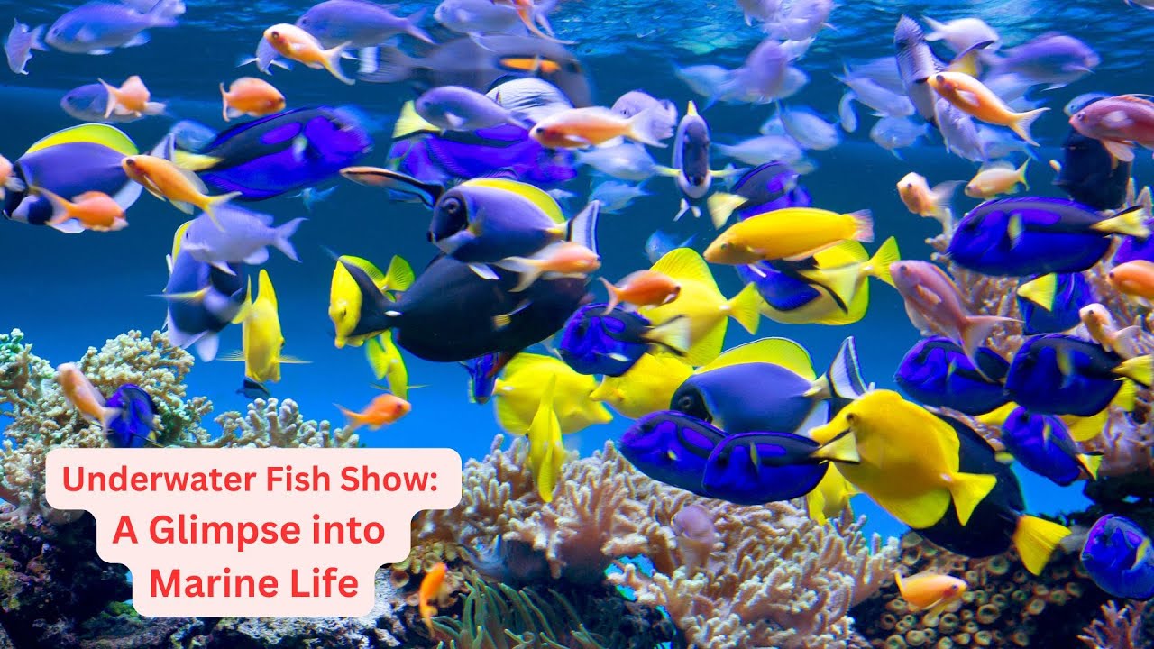 A Visual Treat: Underwater Fish Paradise (Part-1) | Dive Into the World ...
